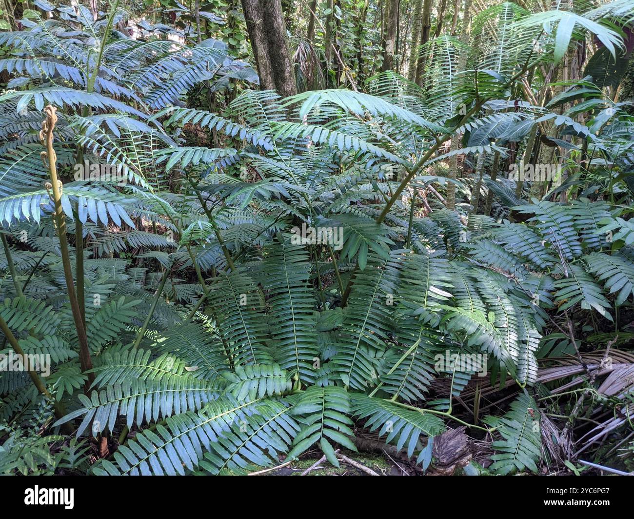 king fern (Angiopteris evecta) Plantae Stock Photo - Alamy