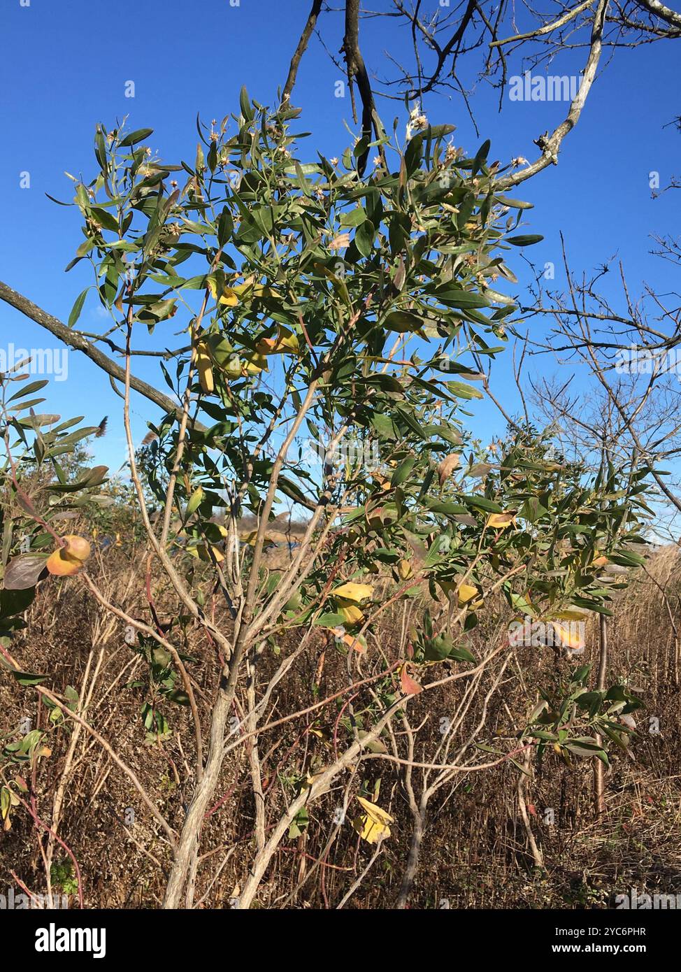 groundsel tree (Baccharis halimifolia) Plantae Stock Photo - Alamy