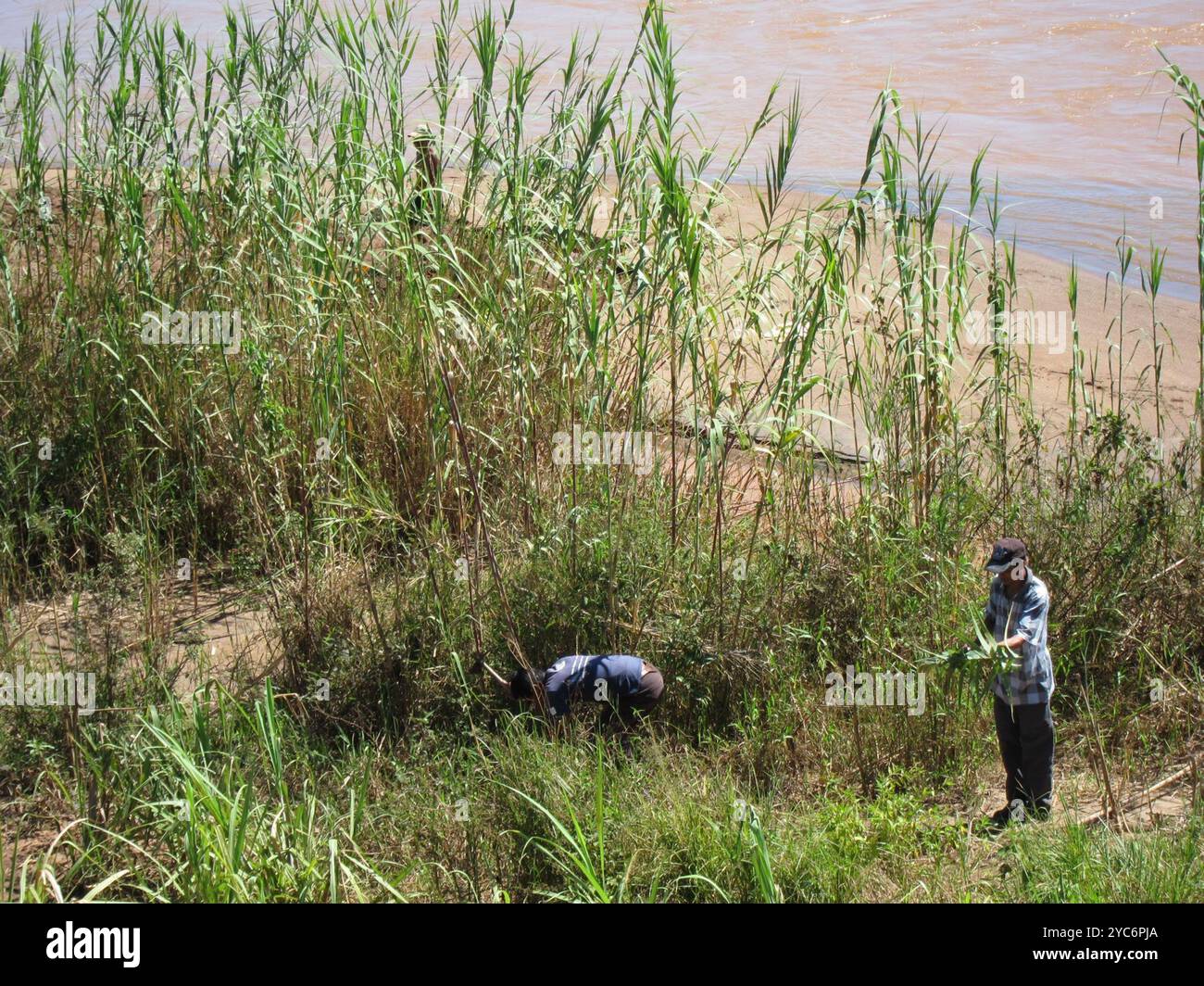 African Reed (Phragmites mauritianus) Plantae Stock Photo - Alamy