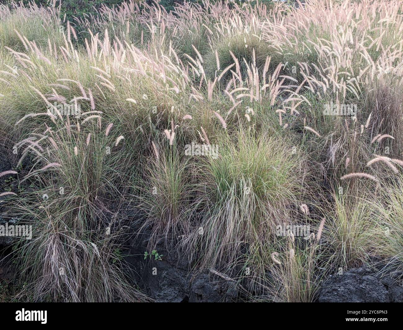 Fountain Grass (Cenchrus setaceus) Plantae Stock Photo - Alamy
