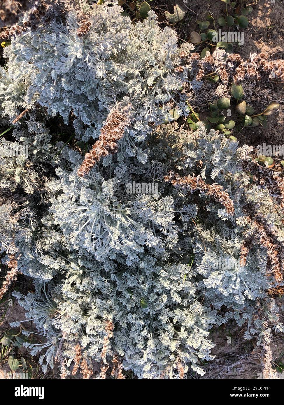 coastal sagewort (Artemisia pycnocephala) Plantae Stock Photo - Alamy