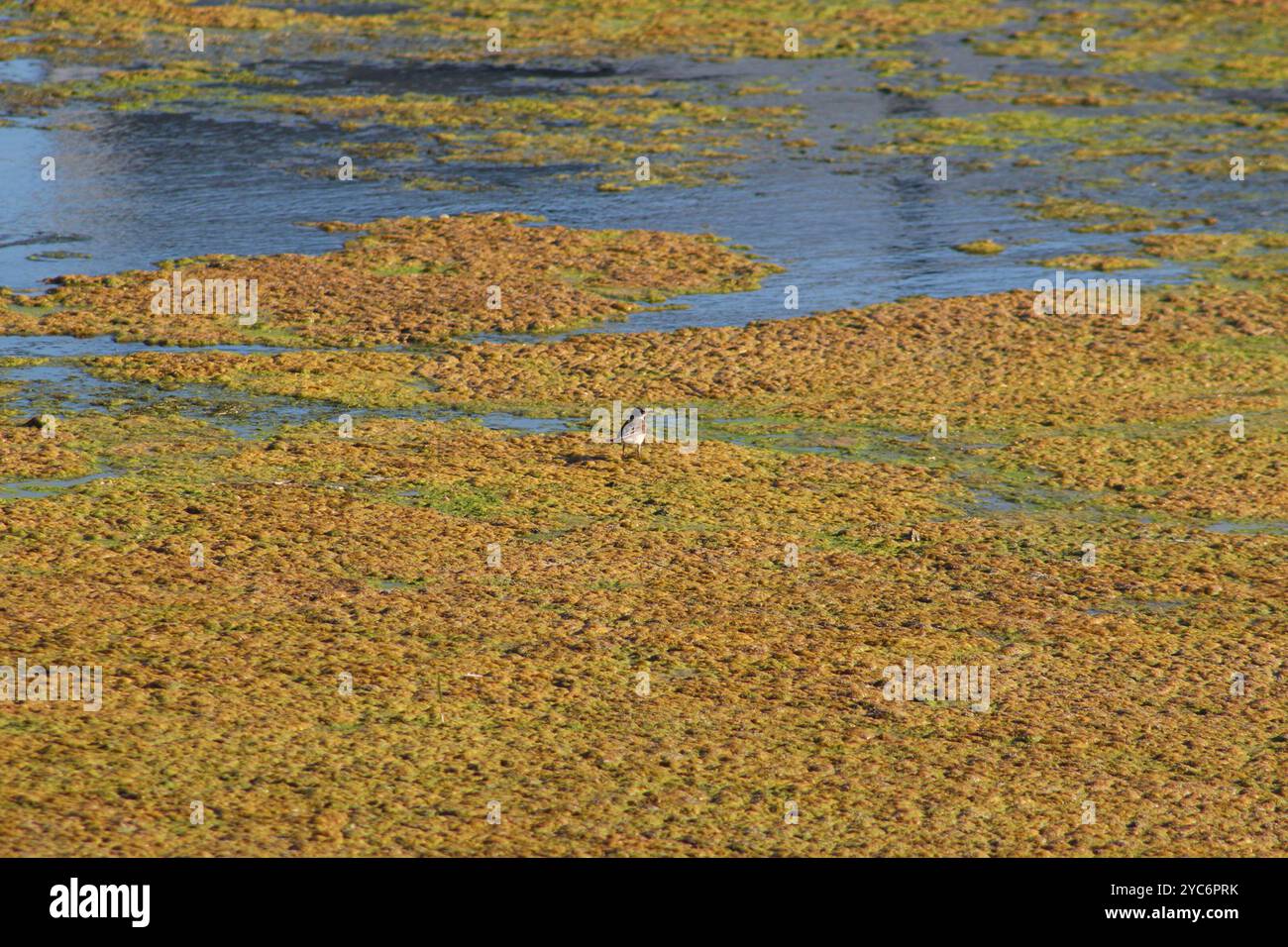 Common Cape Wagtail (Motacilla capensis capensis) Aves Stock Photo - Alamy