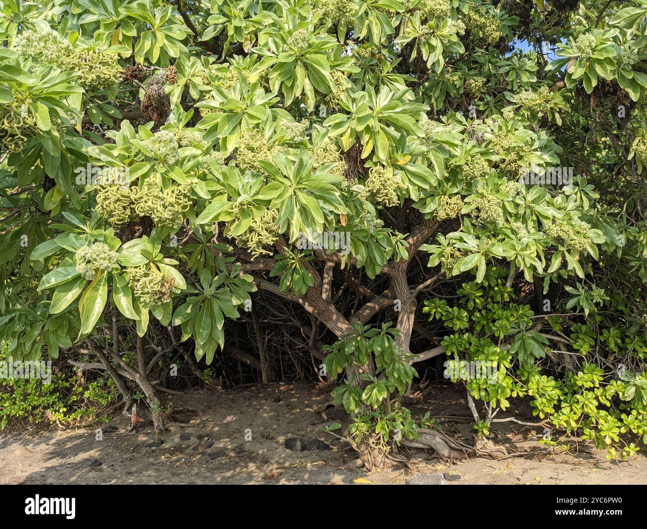 tree heliotrope (Heliotropium arboreum) Plantae Stock Photo - Alamy