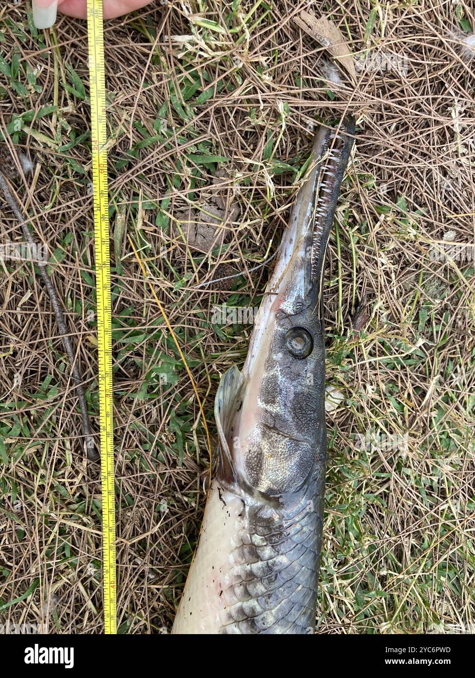 Florida Gar (Lepisosteus platyrhincus) Actinopterygii Stock Photo - Alamy