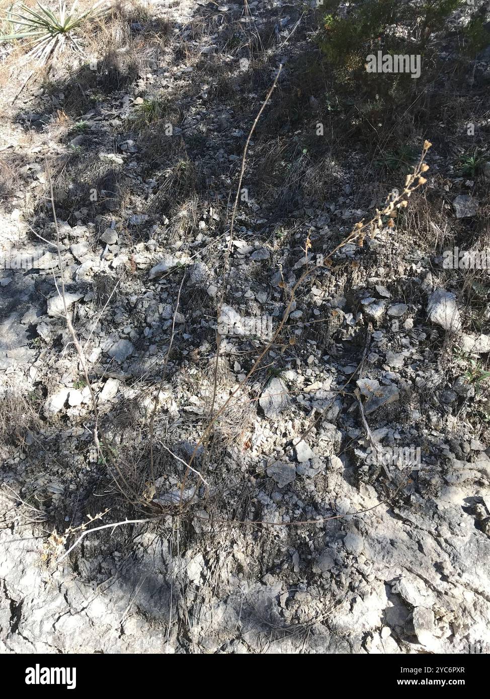 sweet Indian Mallow (Abutilon fruticosum) Plantae Stock Photo - Alamy
