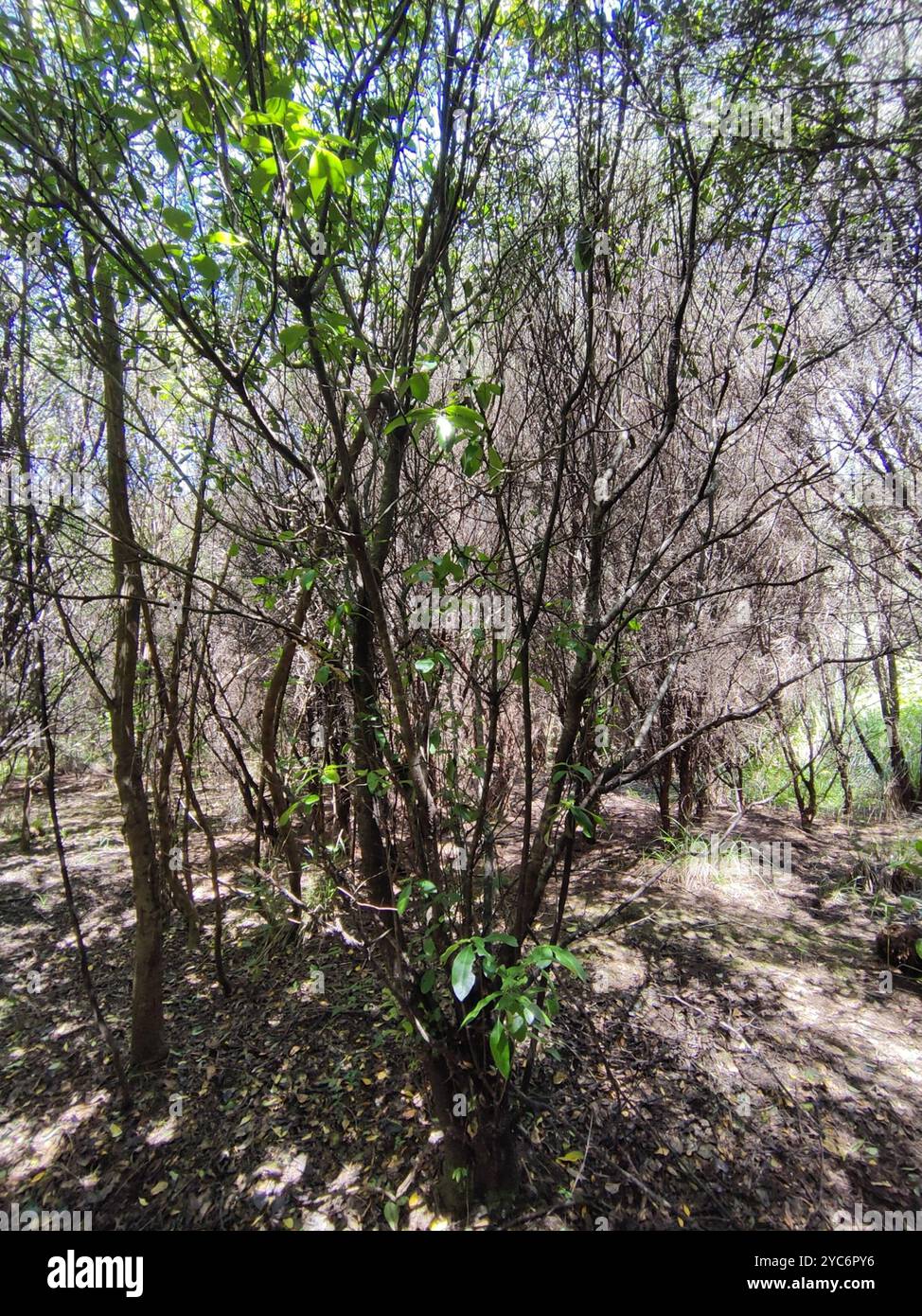 Rautāwhiri (Pittosporum colensoi) Plantae Stock Photo - Alamy