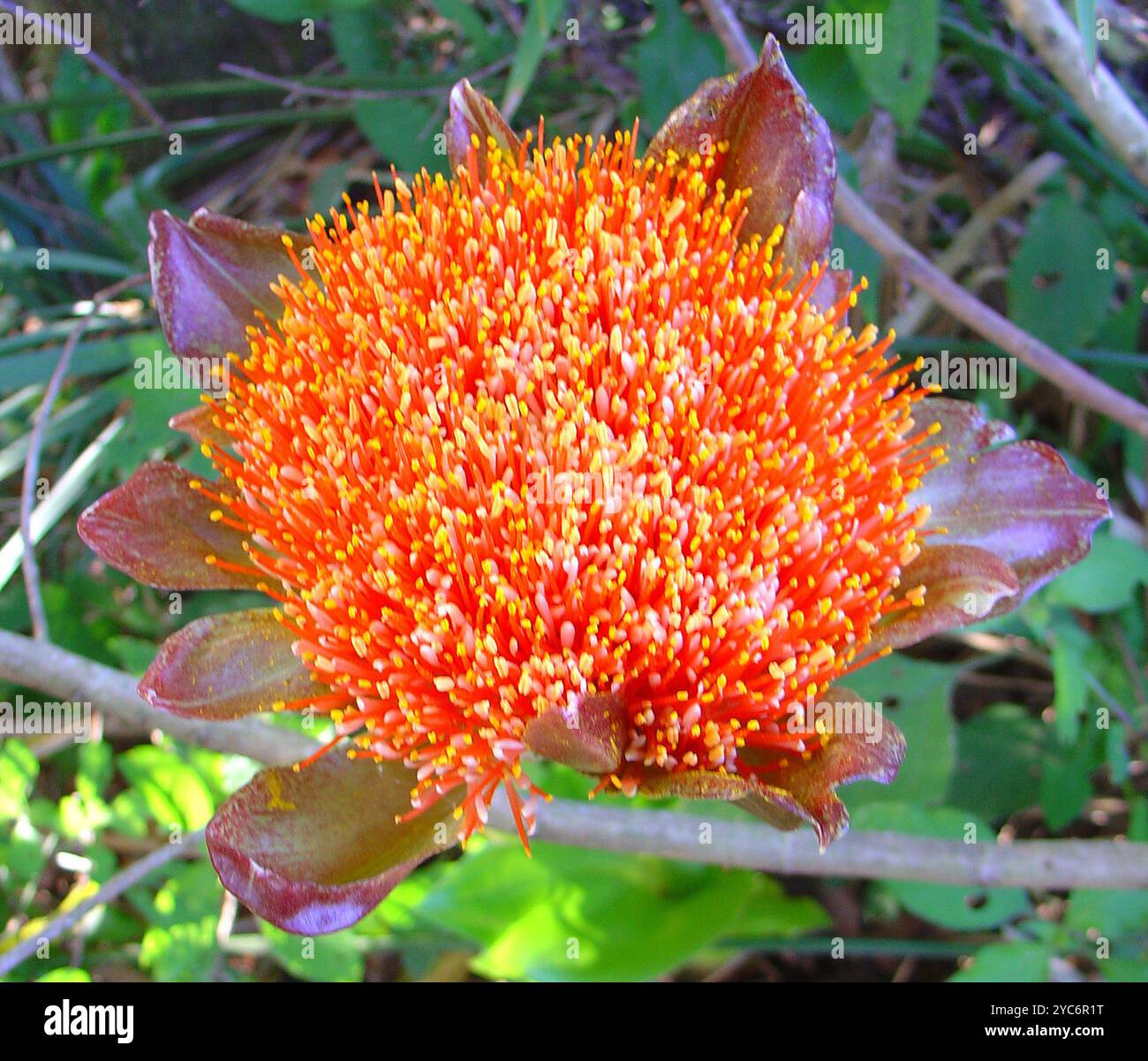 Paintbrush lily (Scadoxus puniceus) Plantae Stock Photo - Alamy