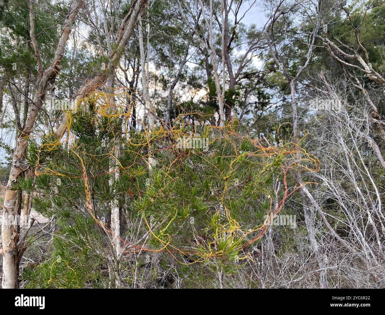 laurel dodder (Cassytha filiformis) Plantae Stock Photo - Alamy