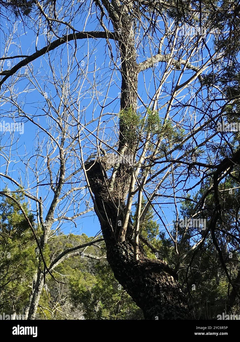 Texas ash (Fraxinus albicans) Plantae Stock Photo - Alamy