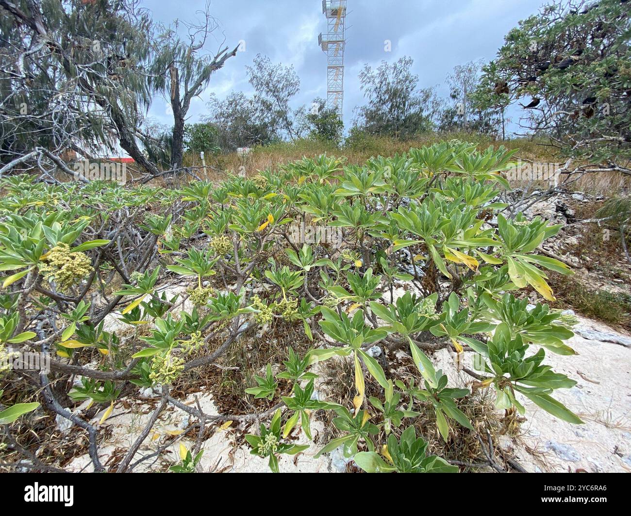 tree heliotrope (Heliotropium arboreum) Plantae Stock Photo - Alamy