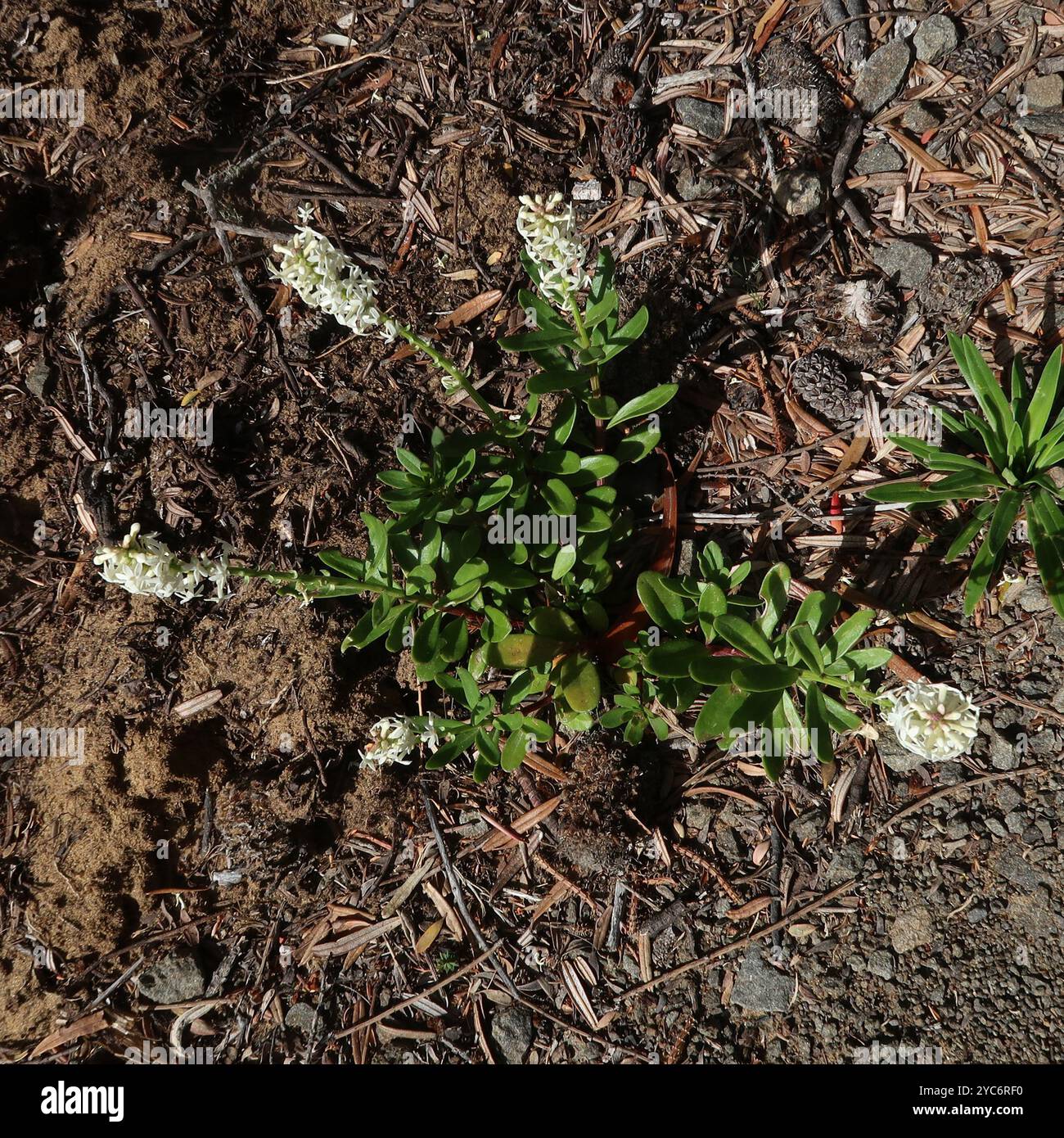 Creamy Candles (Stackhousia monogyna) Plantae Stock Photo - Alamy