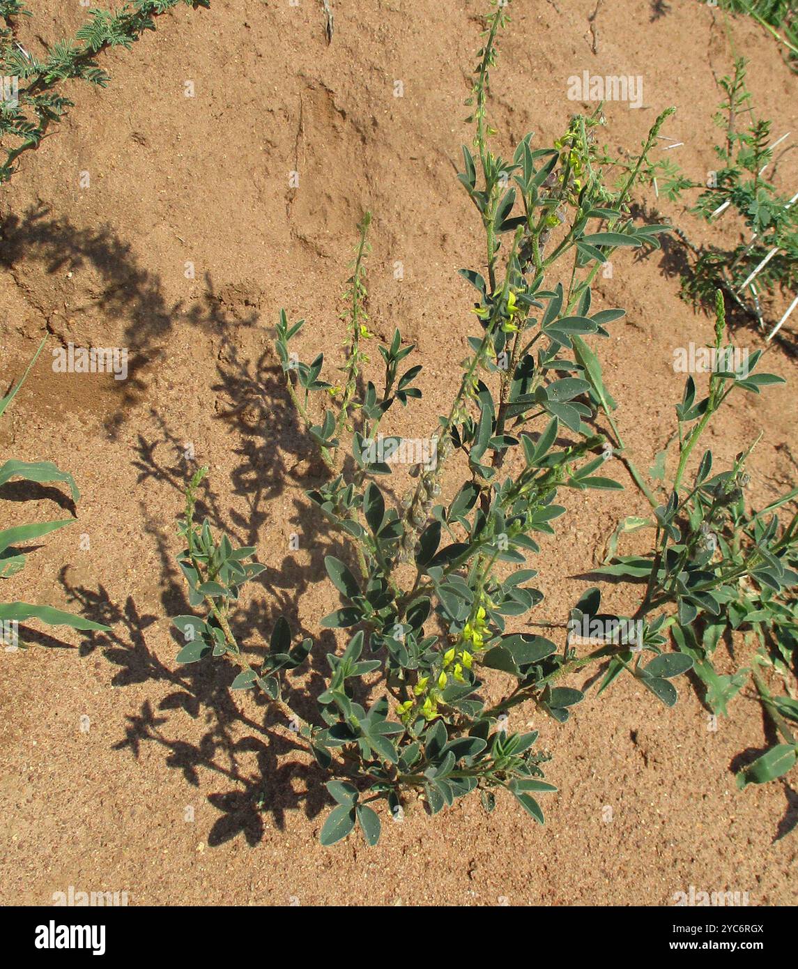 Mealie Rattlepod (Crotalaria sphaerocarpa) Plantae Stock Photo - Alamy