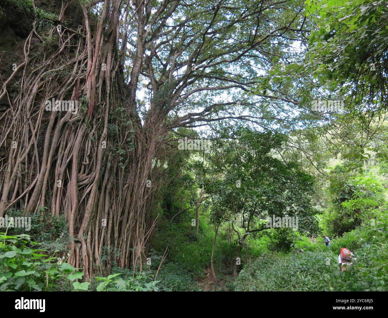 Ficus thonningii hi-res stock photography and images - Alamy