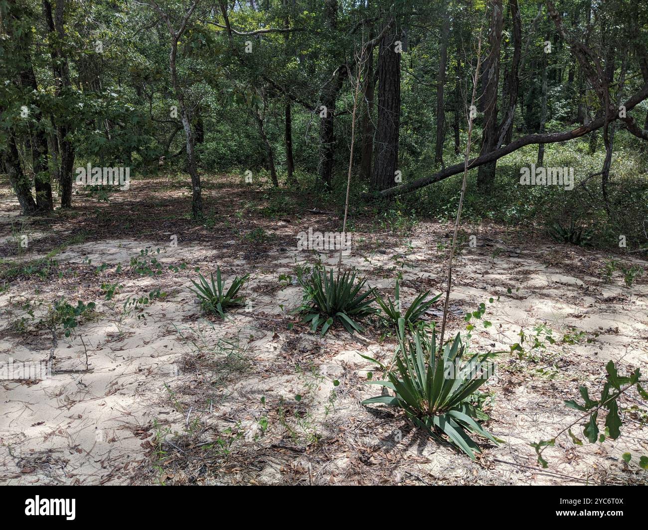 common yucca (Yucca filamentosa) Plantae Stock Photo - Alamy