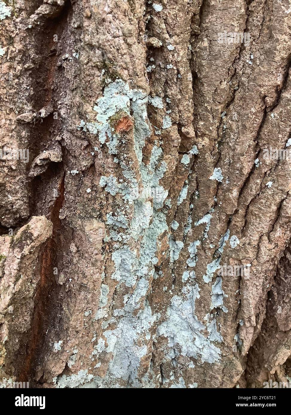 Dust Lichens (Lepraria) Fungi Stock Photo - Alamy