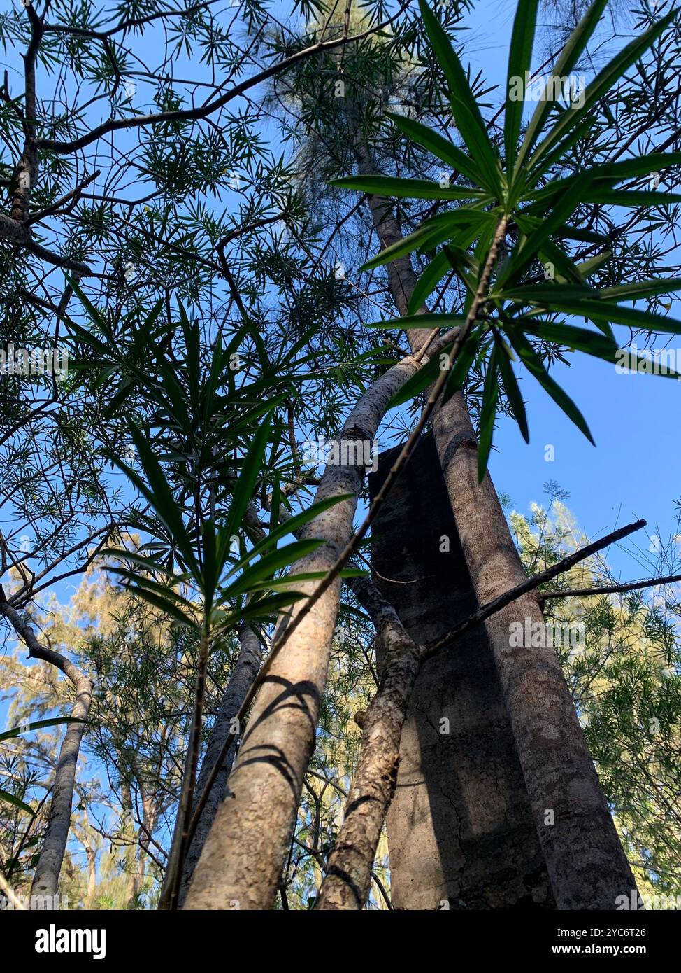 Be-still tree (Cascabela thevetia) Plantae Stock Photo - Alamy