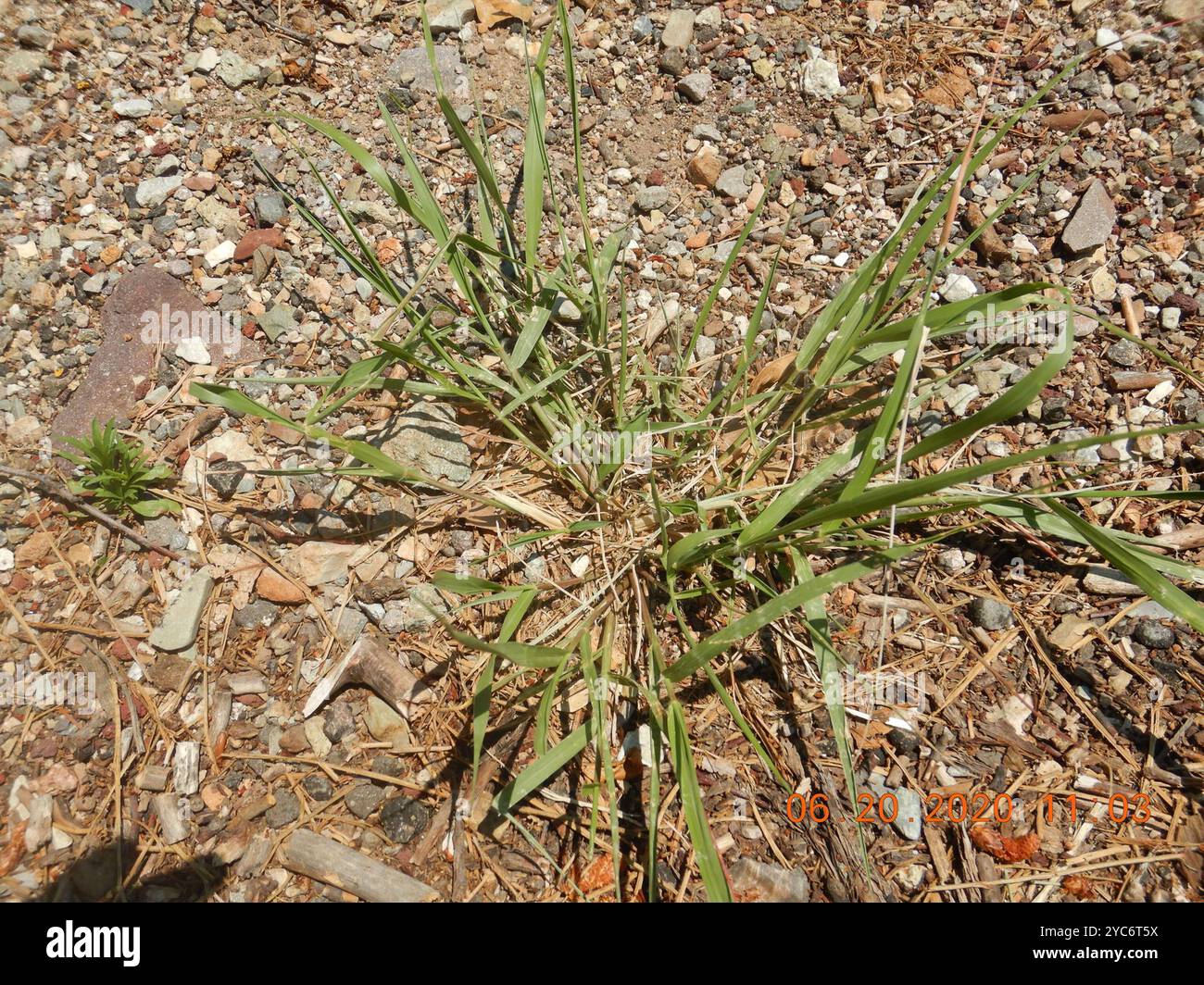 bristlegrasses, rosette grasses, barnyard grasses, and allies (Paniceae ...