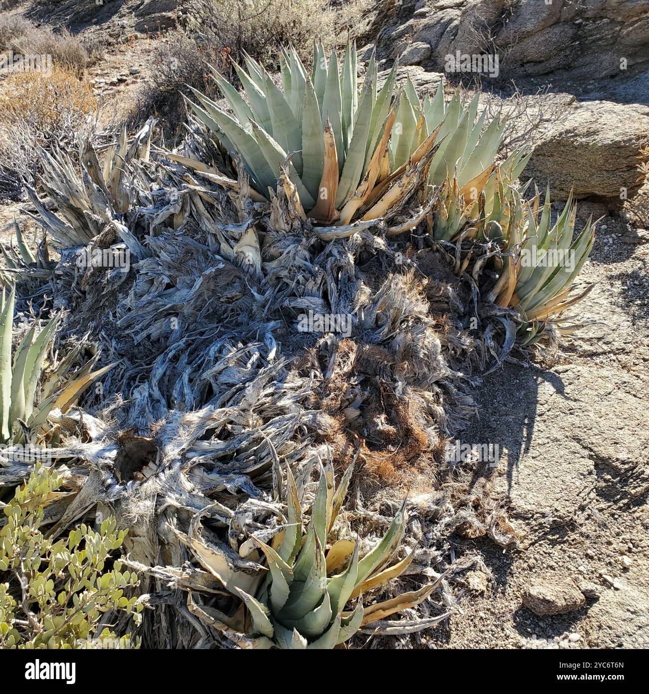 (Agave deserti deserti) Plantae Stock Photo - Alamy