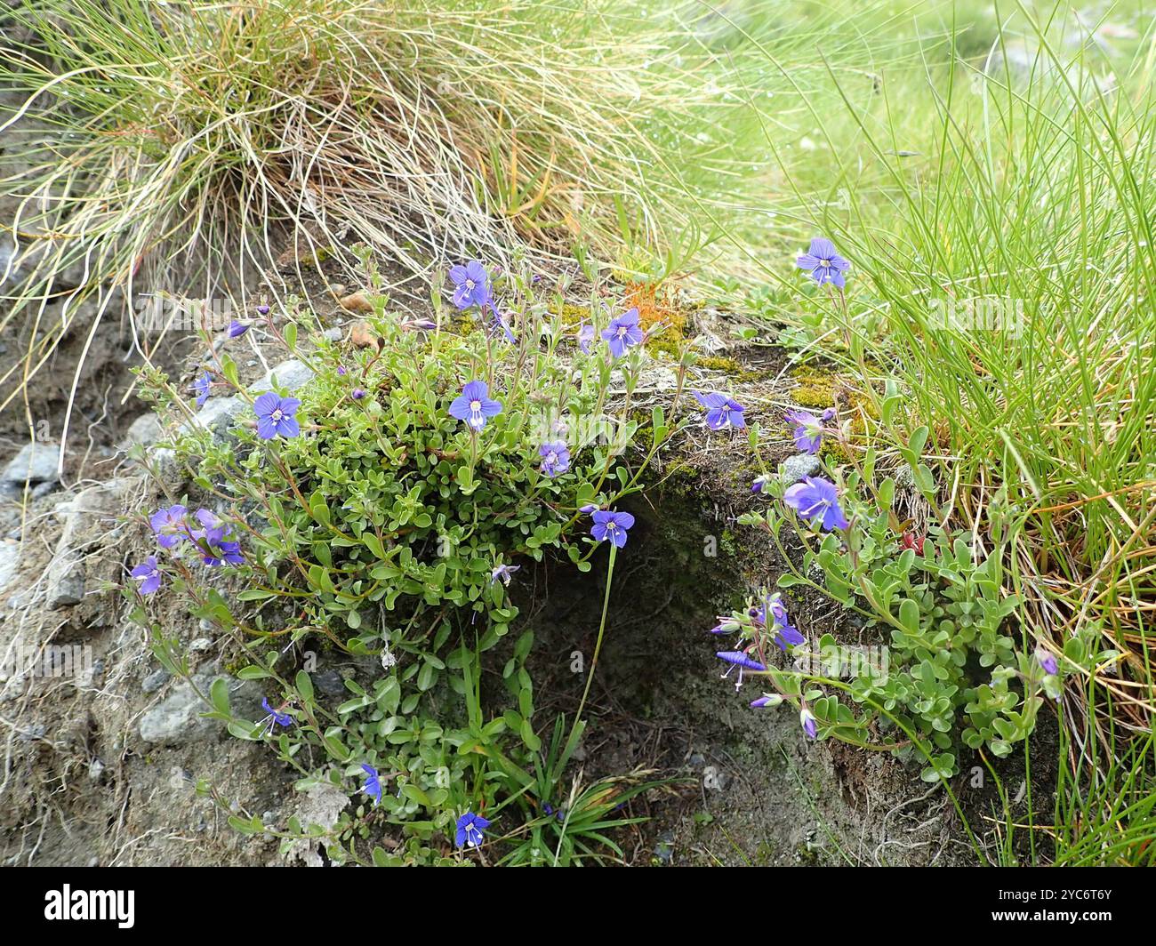 Rock Speedwell (Veronica fruticans) Plantae Stock Photo - Alamy