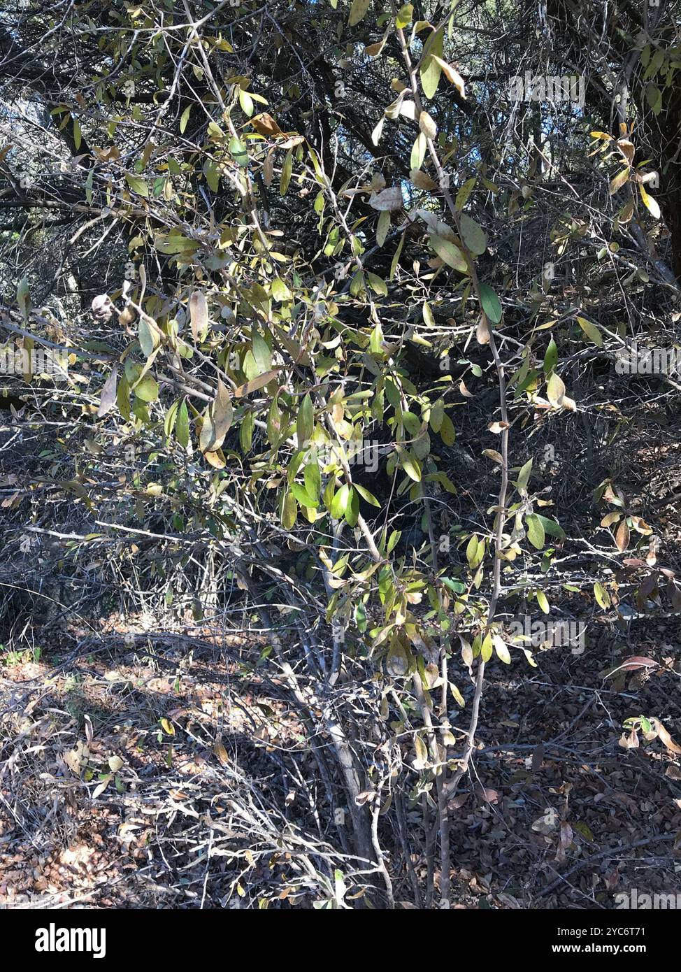 Gum bumelia (Sideroxylon lanuginosum) Plantae Stock Photo - Alamy