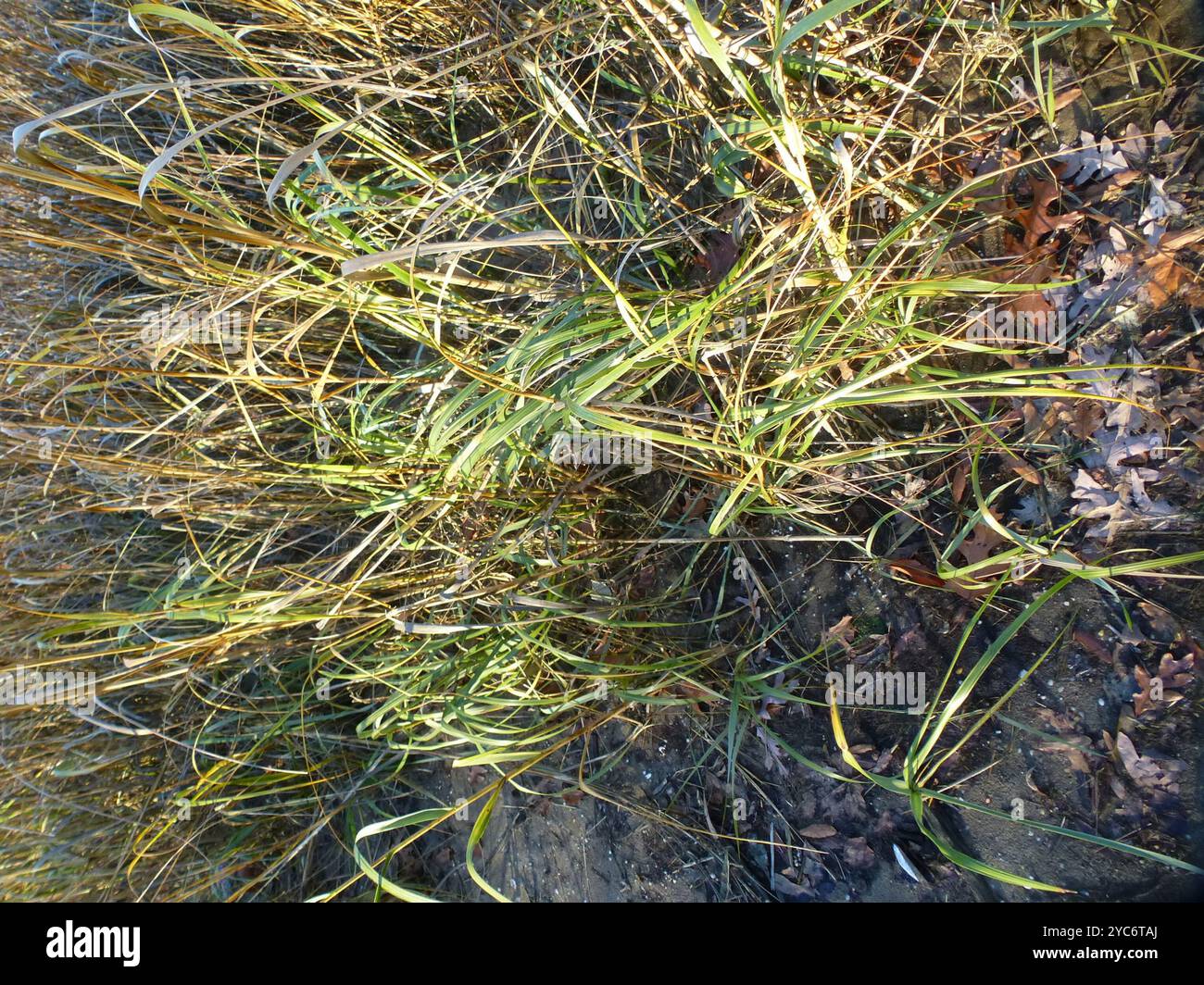 Saltmarsh Cordgrass (Sporobolus alterniflorus) Plantae Stock Photo - Alamy
