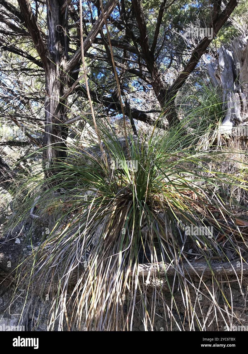 Devil's Shoestring (Nolina lindheimeriana) Plantae Stock Photo - Alamy