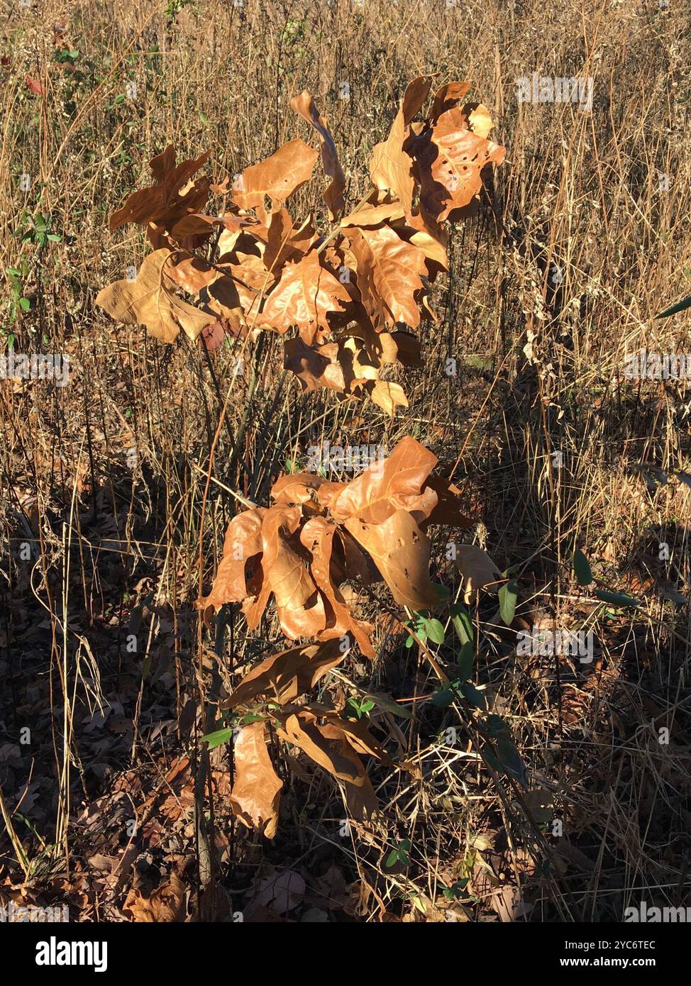 blackjack oak (Quercus marilandica) Plantae Stock Photo - Alamy