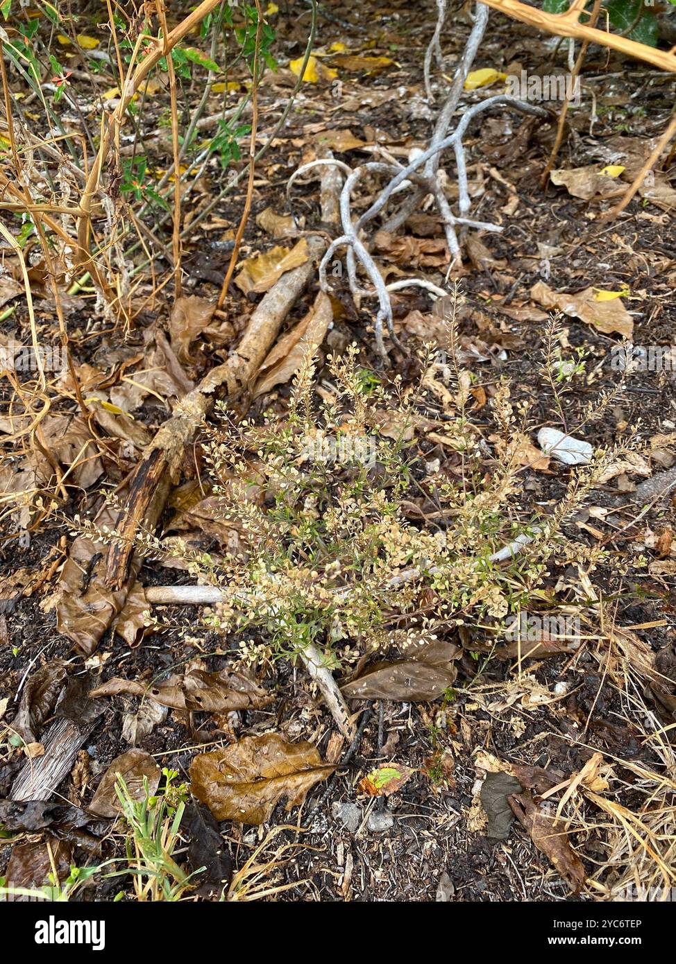 Virginia pepperweed (Lepidium virginicum) Plantae Stock Photo - Alamy