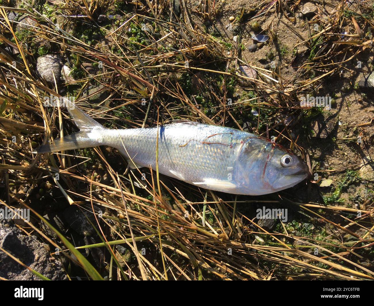 Atlantic Menhaden (Brevoortia tyrannus) Actinopterygii Stock Photo - Alamy