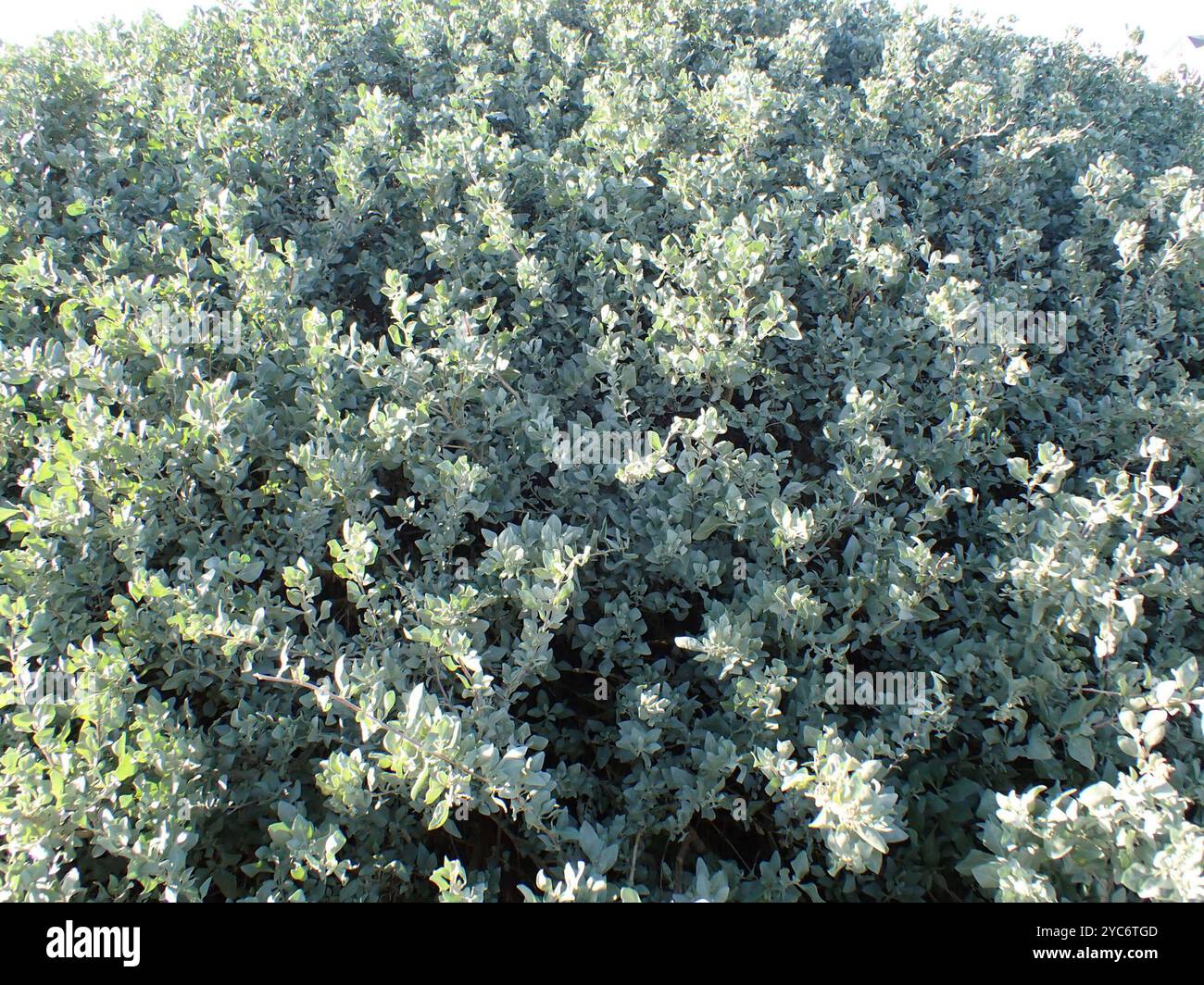 Mediterranean Saltbush (Atriplex halimus) Plantae Stock Photo - Alamy