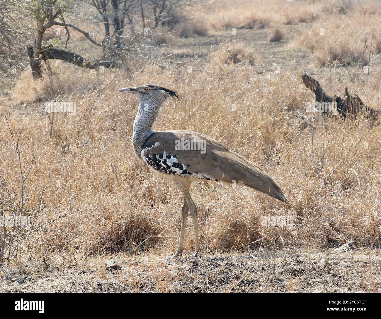 Southern Kori Bustard (Ardeotis kori kori) Aves Stock Photo - Alamy