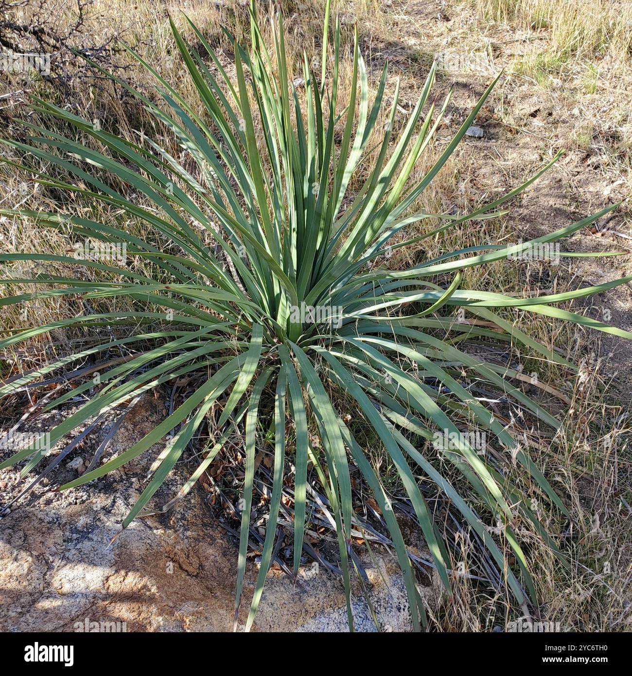 chaparral yucca (Hesperoyucca whipplei) Plantae Stock Photo - Alamy