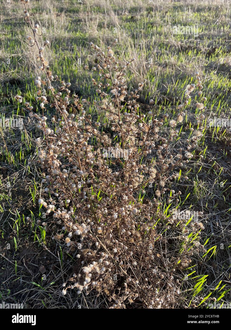 Stinkwort (Dittrichia graveolens) Plantae Stock Photo - Alamy