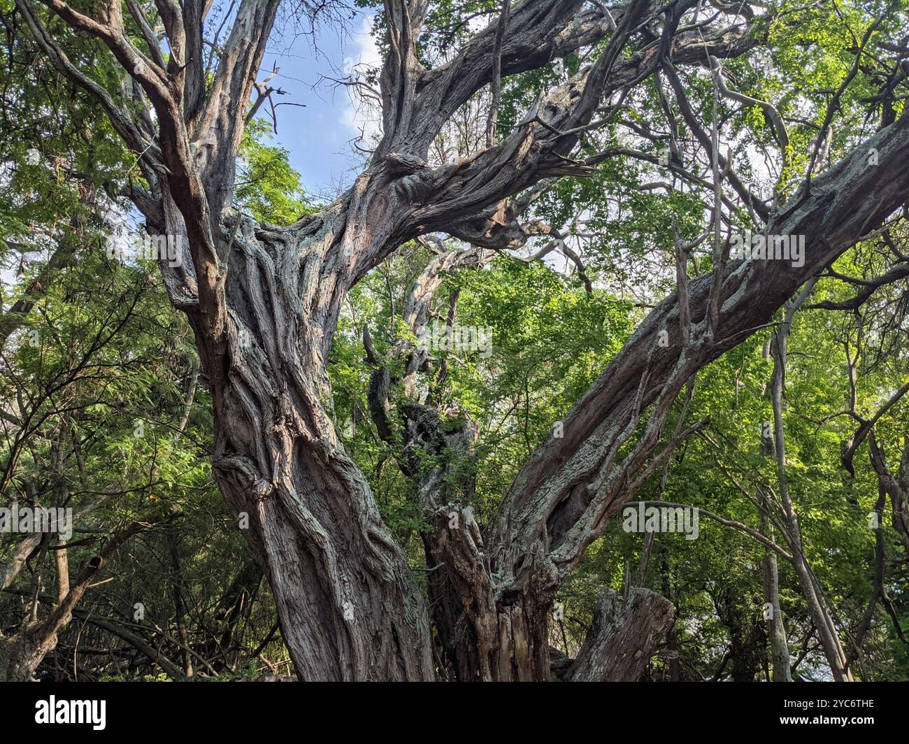 mesquites (Neltuma) Plantae Stock Photo - Alamy