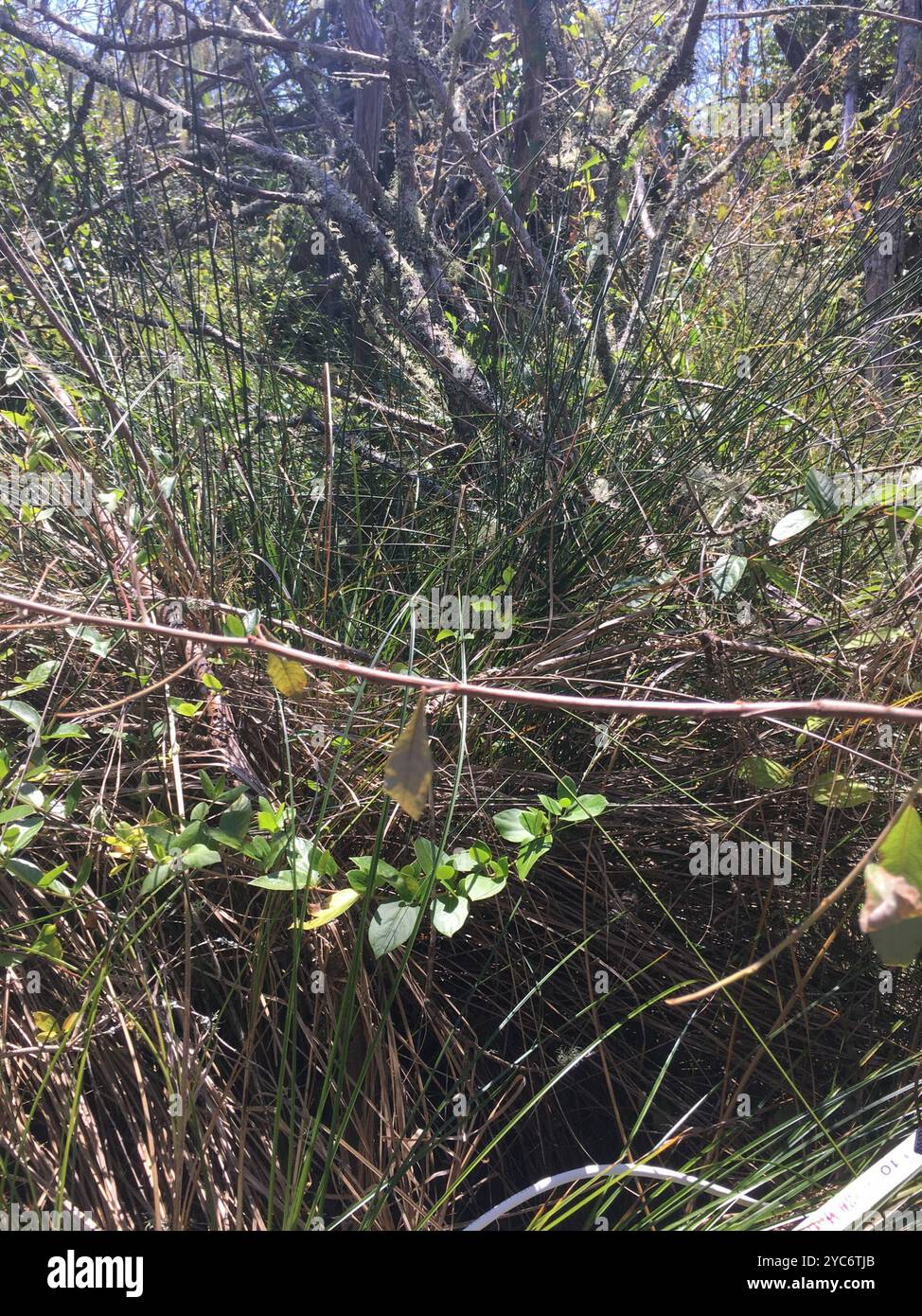 Pakihi Rush (Machaerina teretifolia) Plantae Stock Photo - Alamy