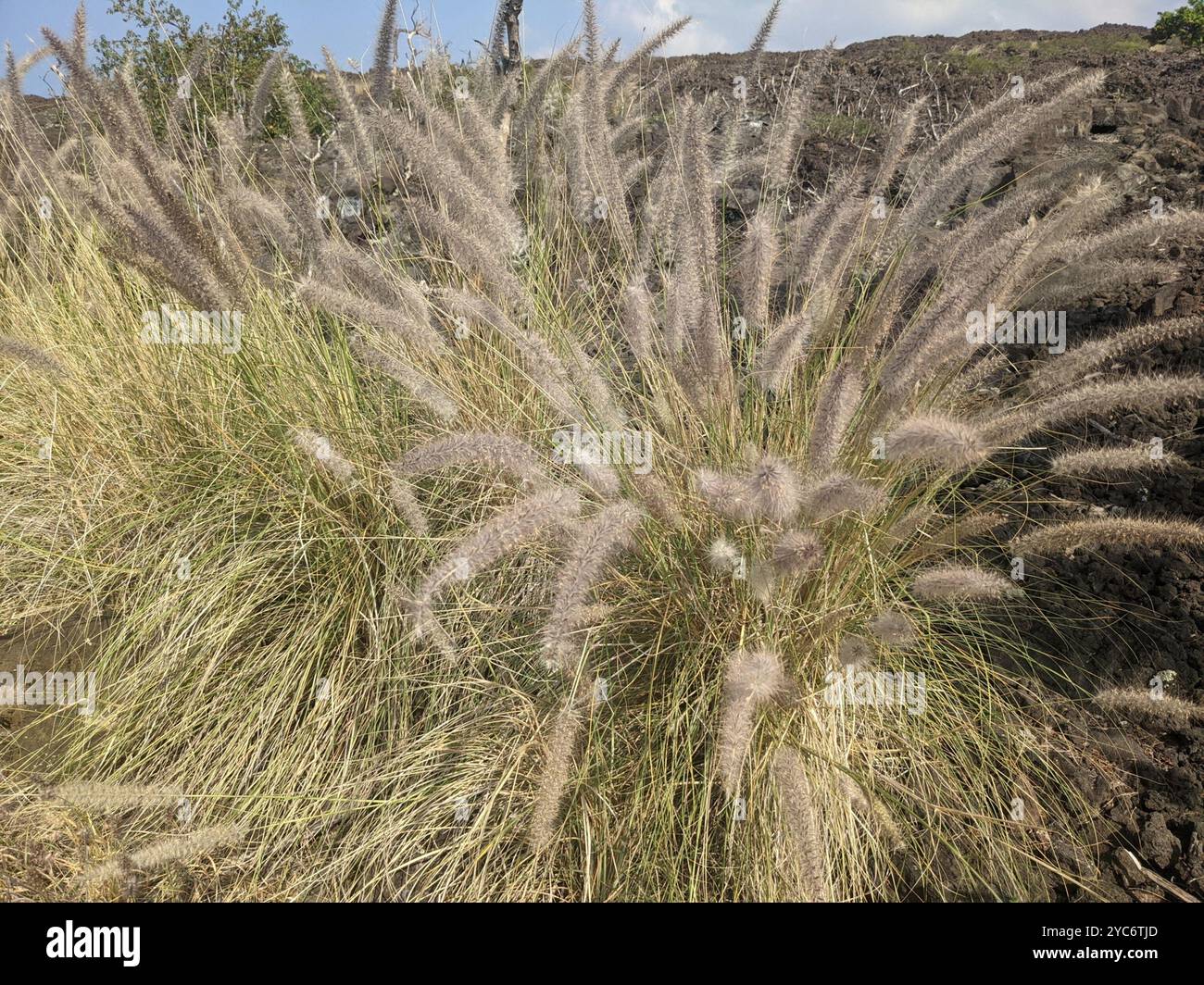 Fountain Grass (Cenchrus setaceus) Plantae Stock Photo - Alamy