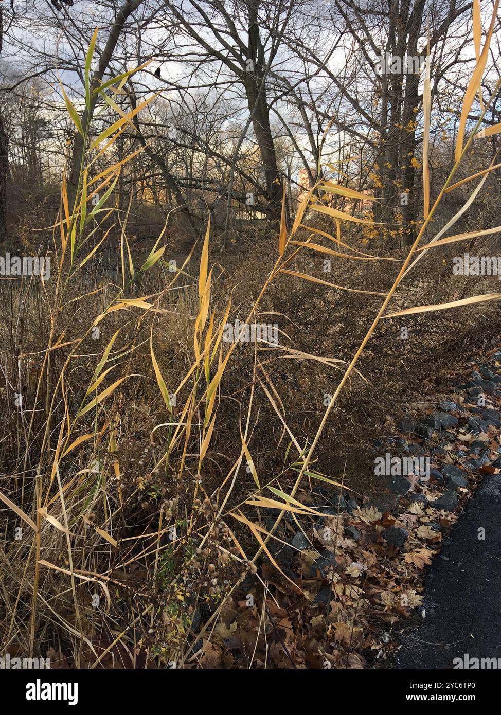 common reed (Phragmites australis) Plantae Stock Photo - Alamy