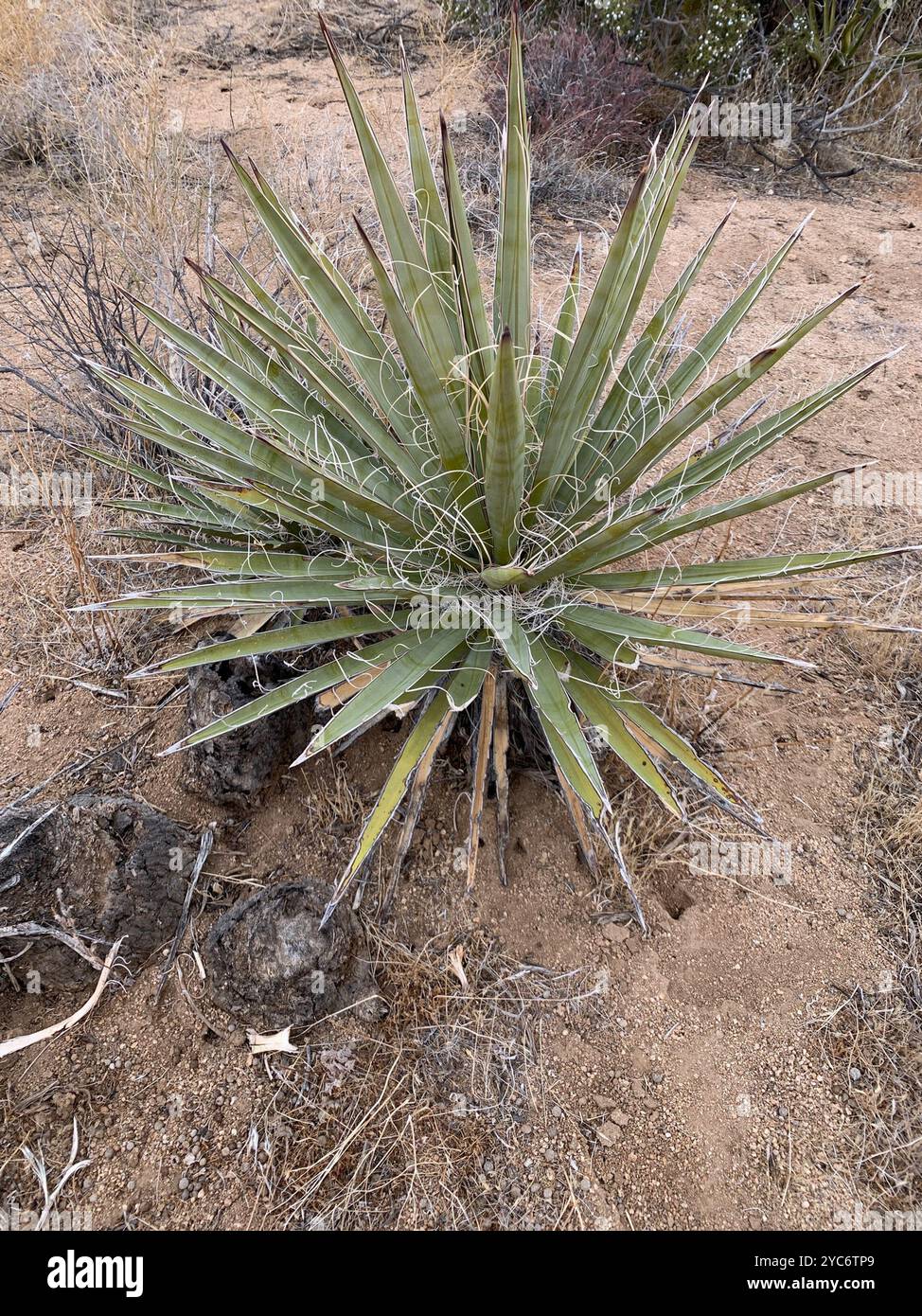 Mojave Yucca (Yucca schidigera) Plantae Stock Photo - Alamy