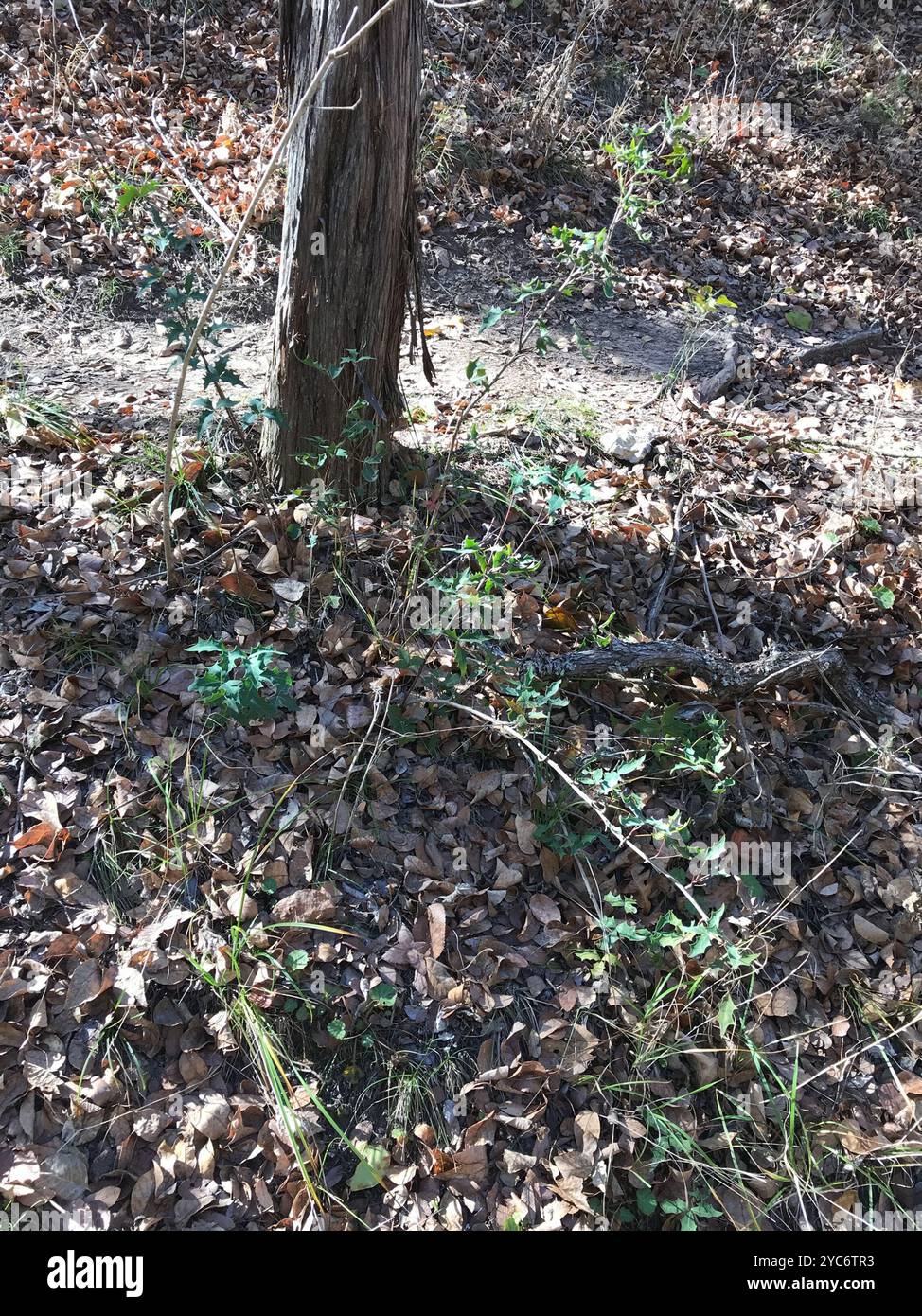 Agarita (Berberis trifoliolata) Plantae Stock Photo - Alamy