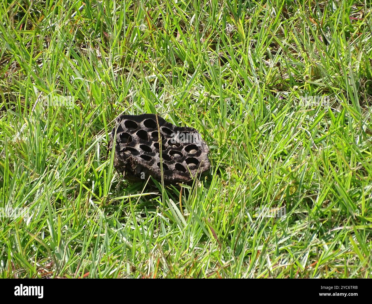 American lotus (Nelumbo lutea) Plantae Stock Photo - Alamy