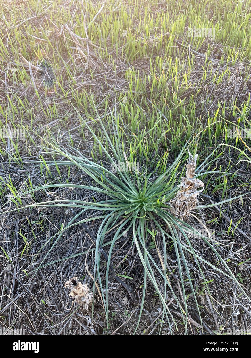 Salsifies (Tragopogon) Plantae Stock Photo - Alamy