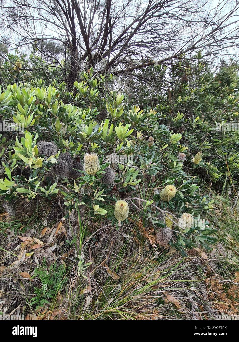 Old man banksia (Banksia serrata) Plantae Stock Photo - Alamy