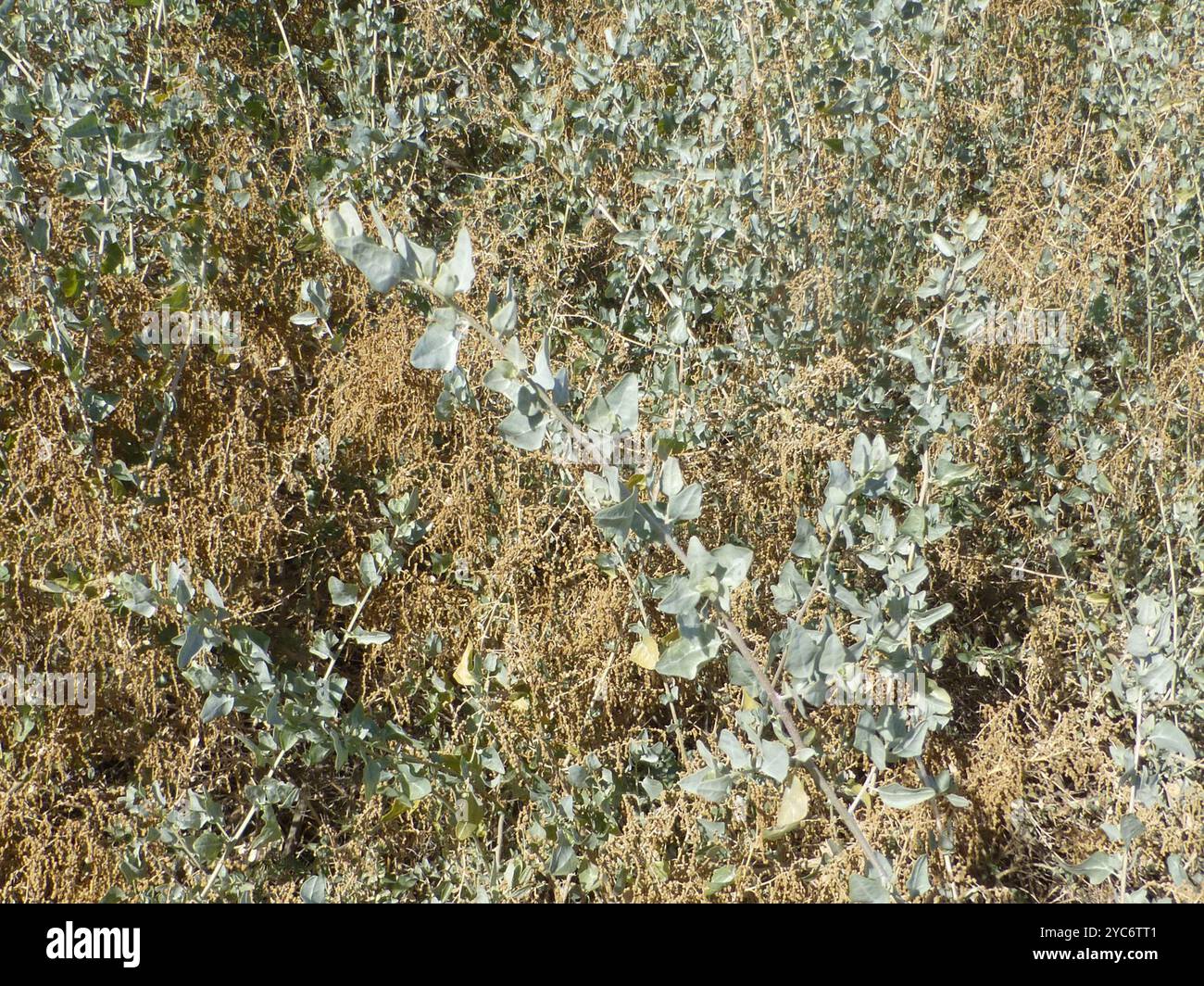 big saltbush (Atriplex lentiformis) Plantae Stock Photo - Alamy