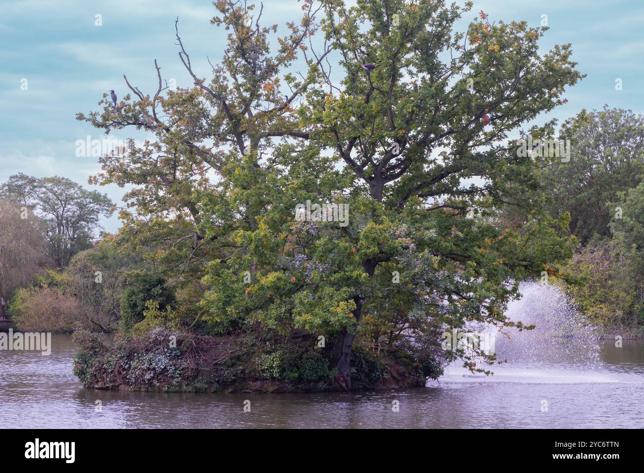 Landscapes - Little Island on a lake and growing oak tree providing a ...