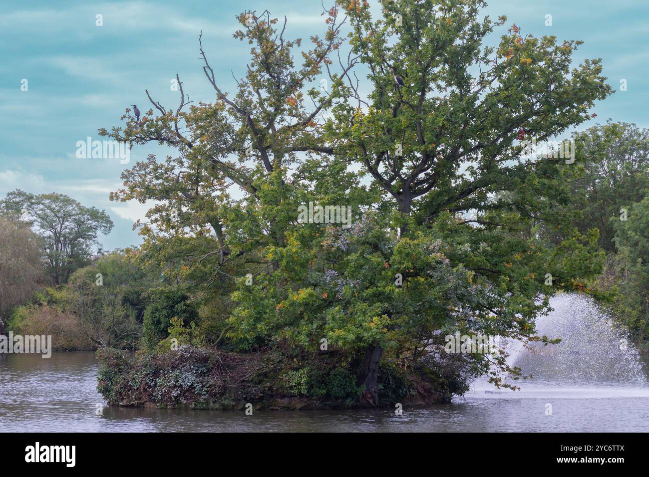Landscapes - Little Island on a lake and growing oak tree providing a ...