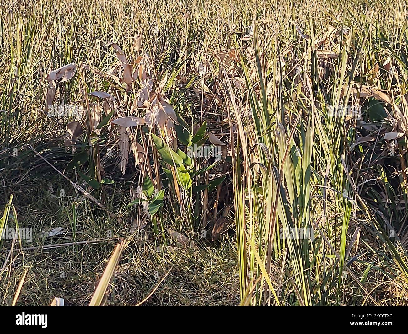 American Bittern (Botaurus lentiginosus) Aves Stock Photo - Alamy