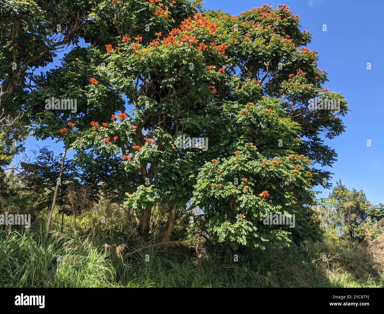African tulip tree (Spathodea campanulata) Plantae Stock Photo - Alamy
