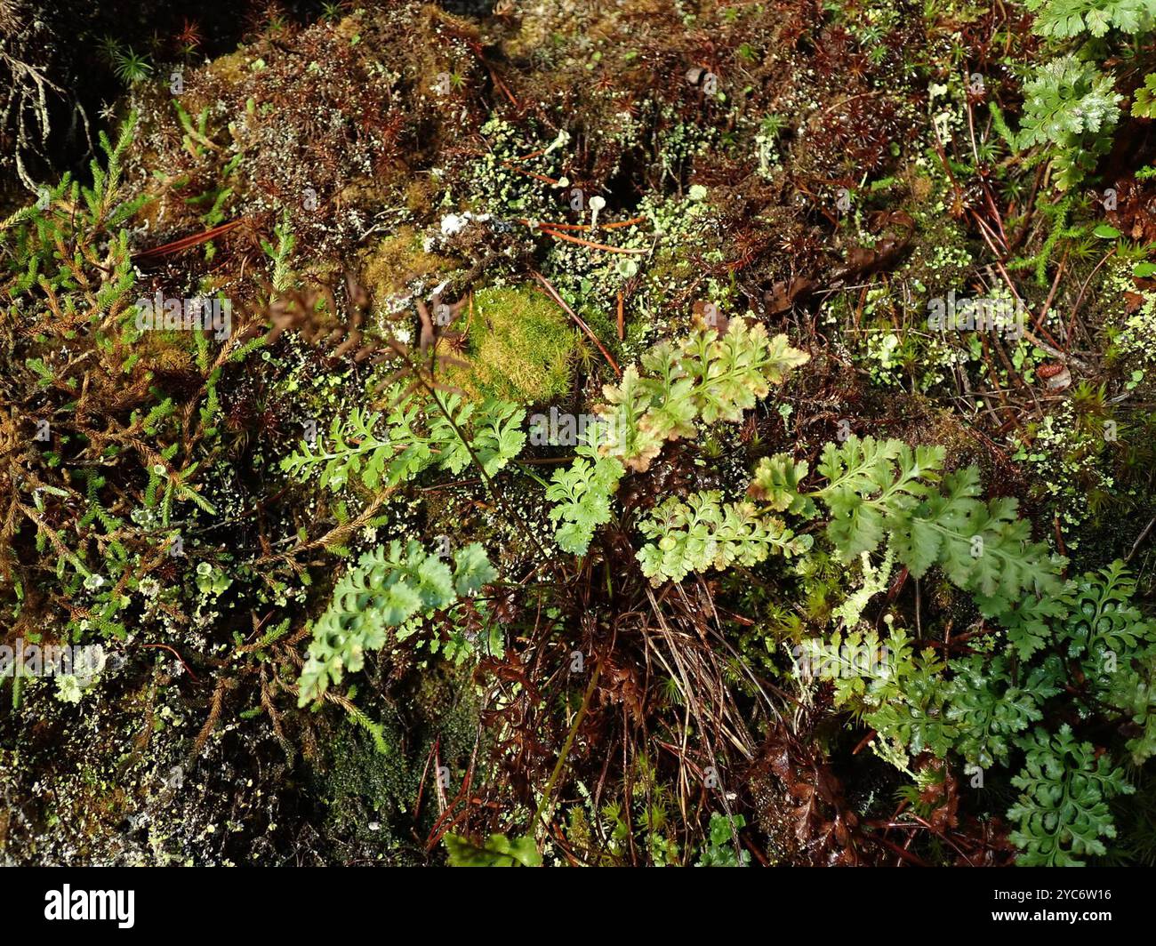 American parsley fern (Cryptogramma acrostichoides) Plantae Stock Photo ...