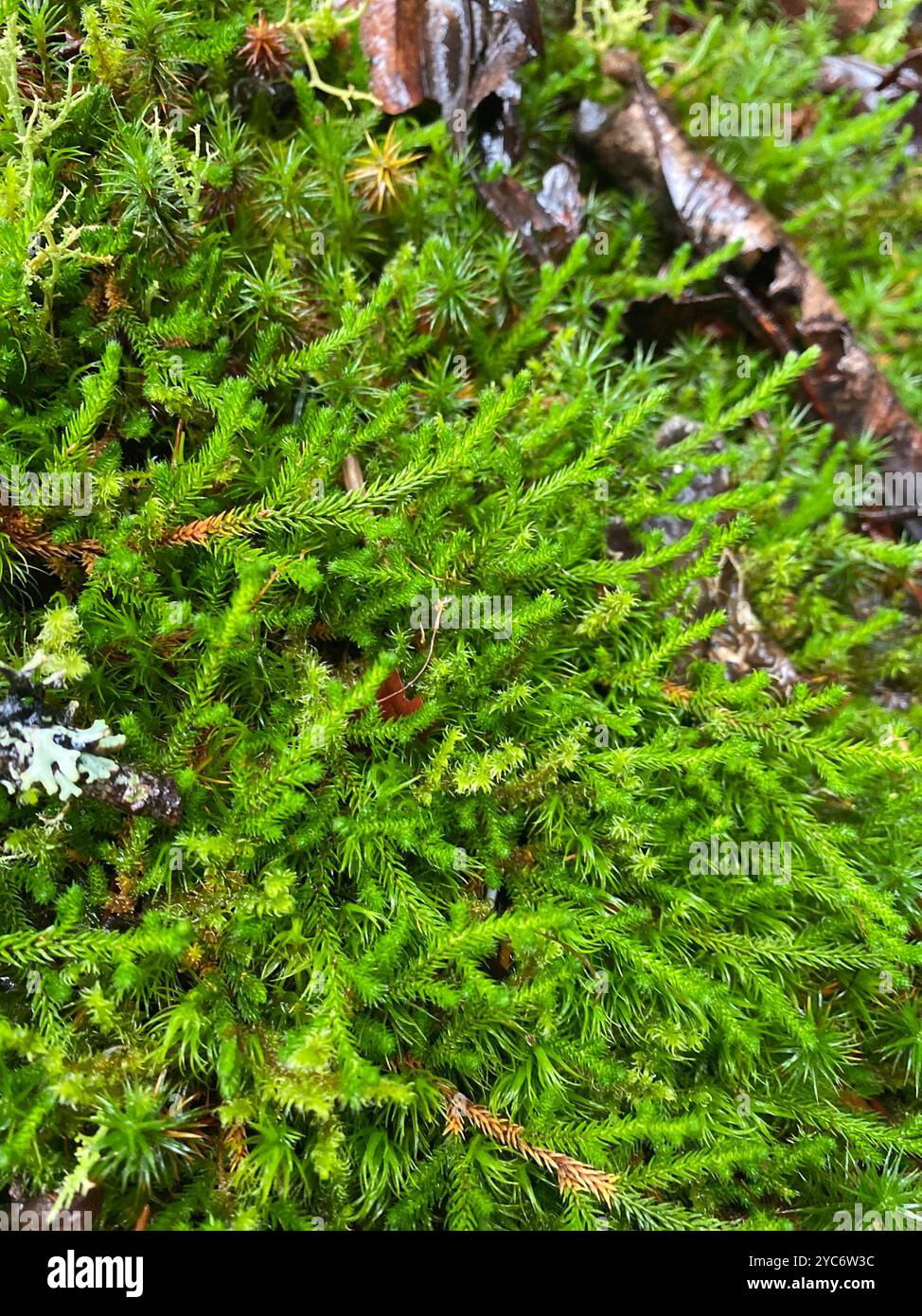 Wallace's spikemoss (Selaginella wallacei) Plantae Stock Photo - Alamy