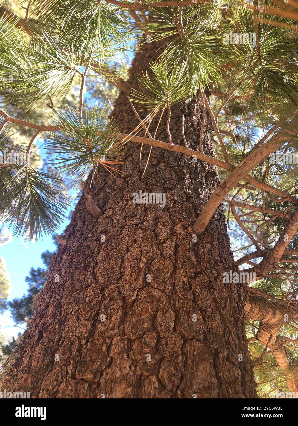 southwestern white pine (Pinus strobiformis) Plantae Stock Photo - Alamy